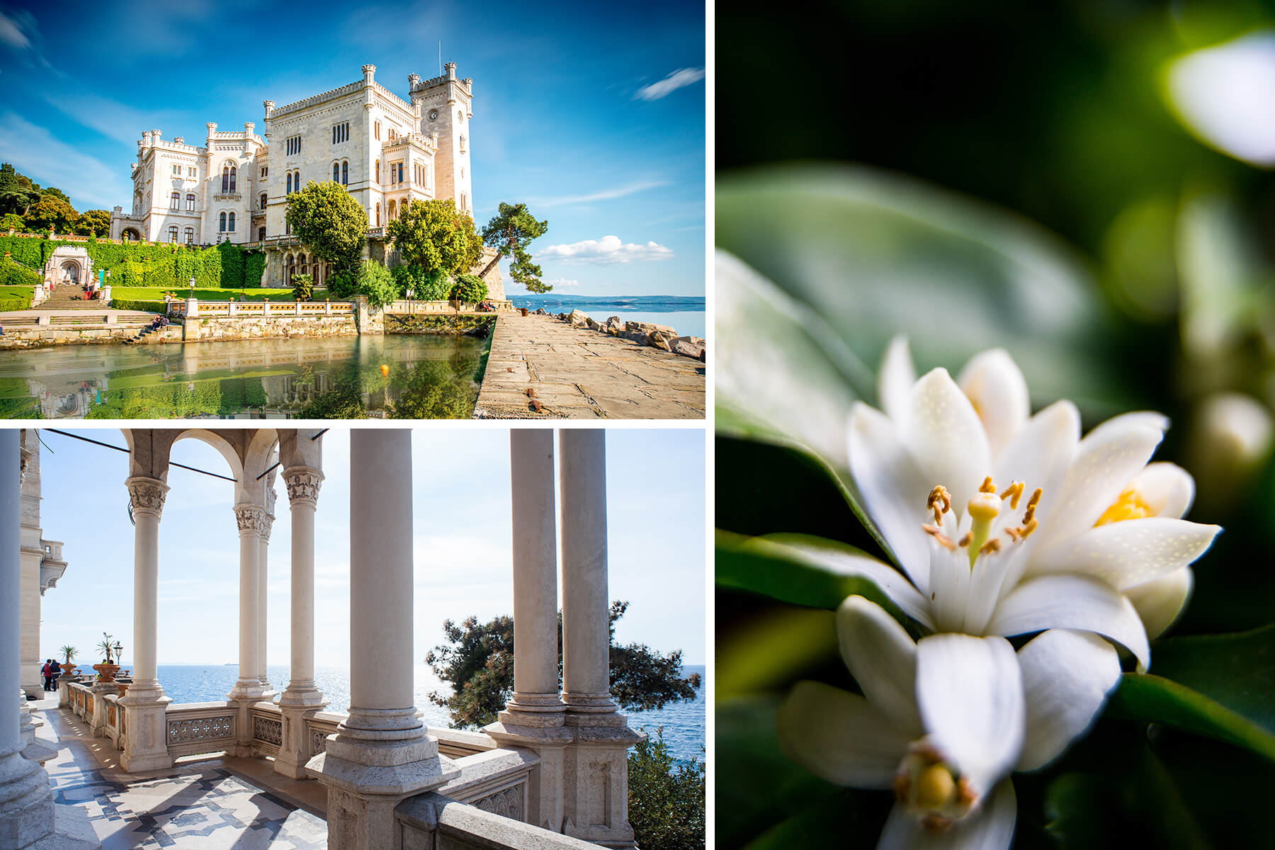 CRANBOURN® Scents – Botanical Spotlight: Neroli
