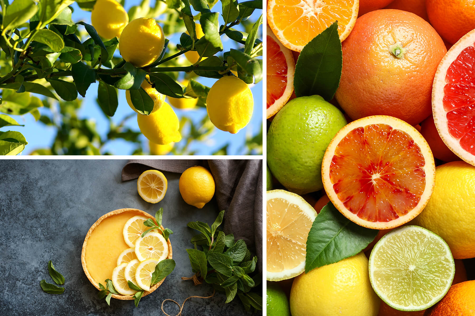 CRANBOURN® l Art of Atmospheres™ - Culinary Botanicals