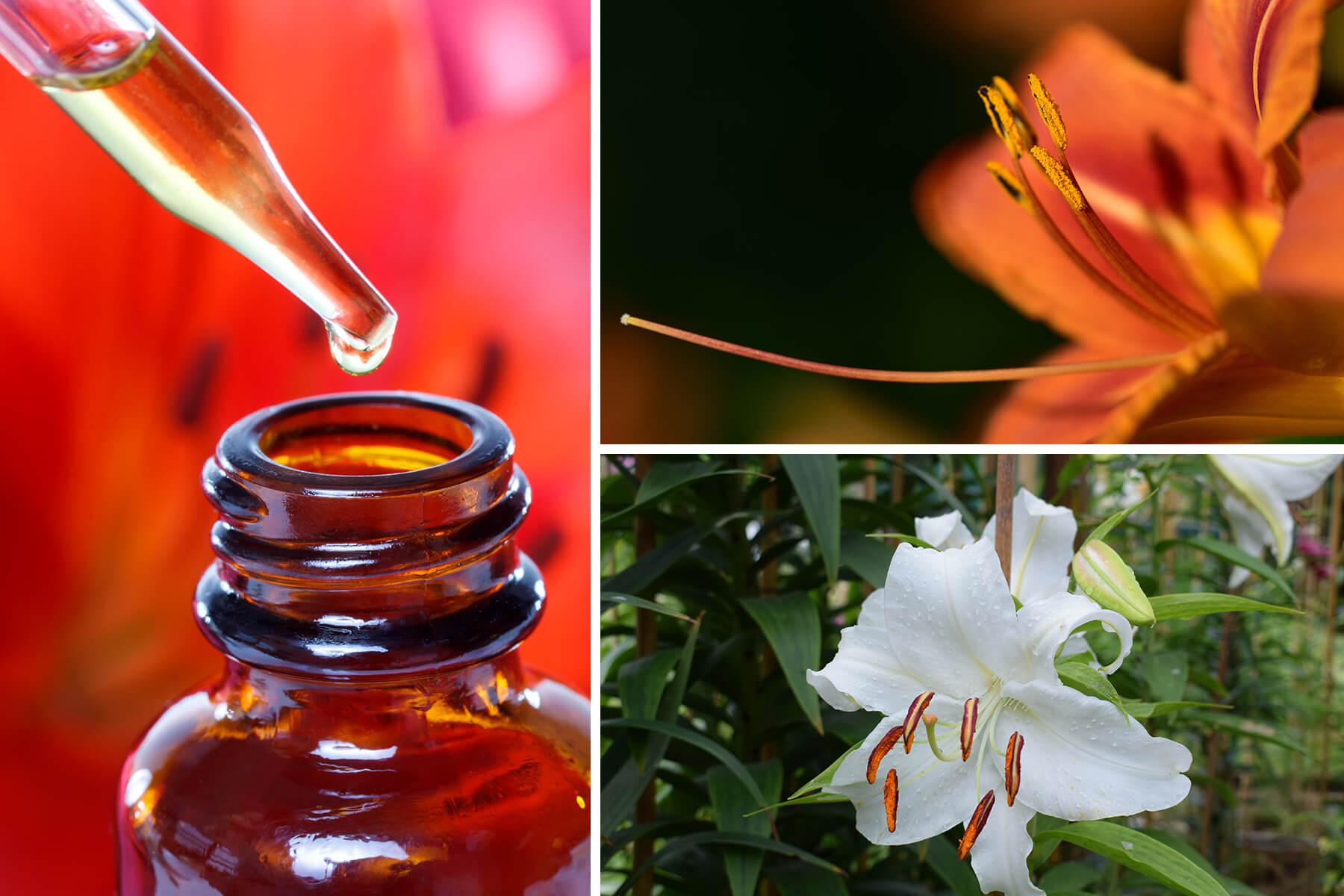 Botanical Spotlight: Lily | CRANBOURN® Scents