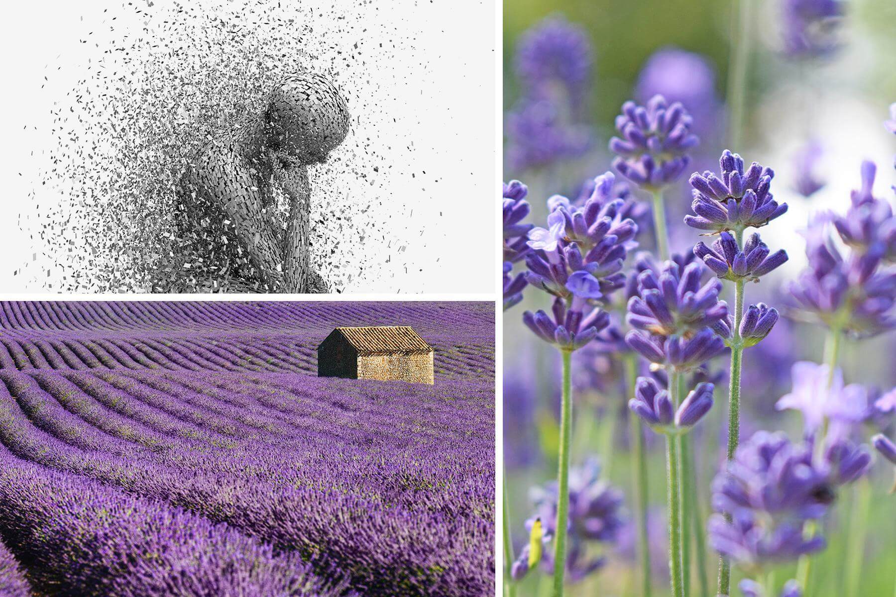 CRANBOURN® Scents - Botanicals to Ease Anxiety