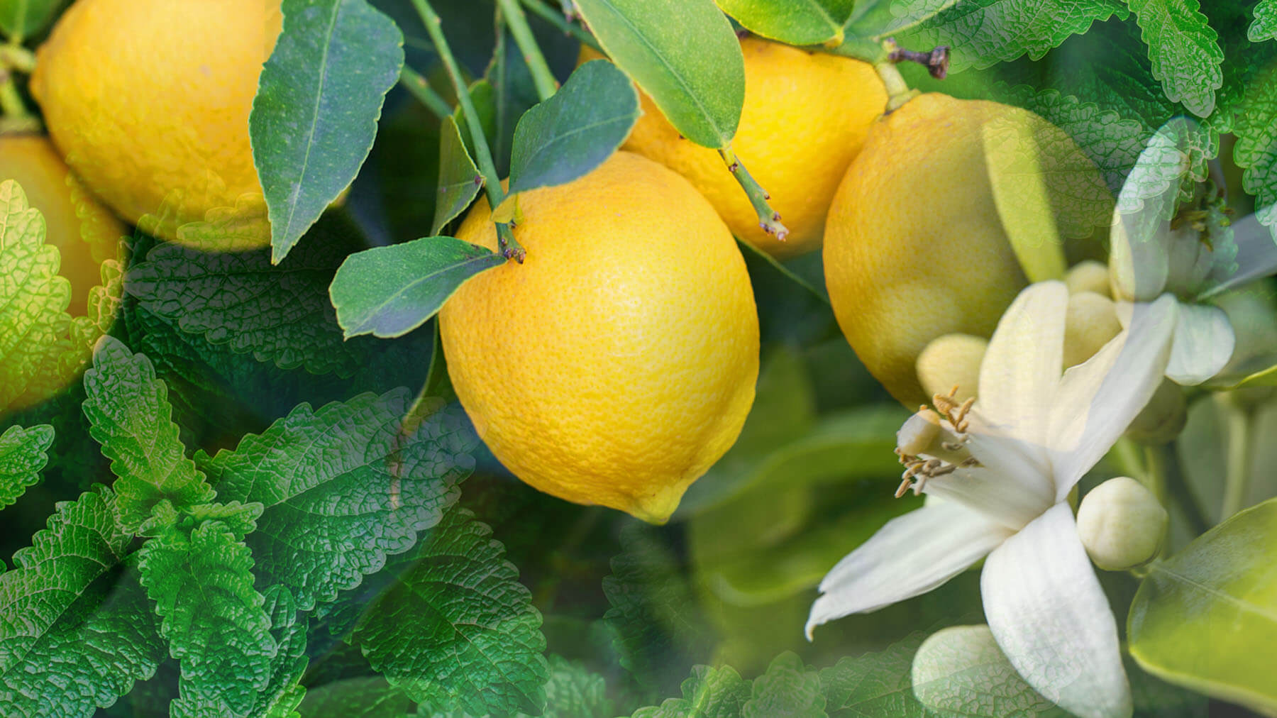 Scents & Botanicals - CRANBOURN® | Art of Atmospheres™