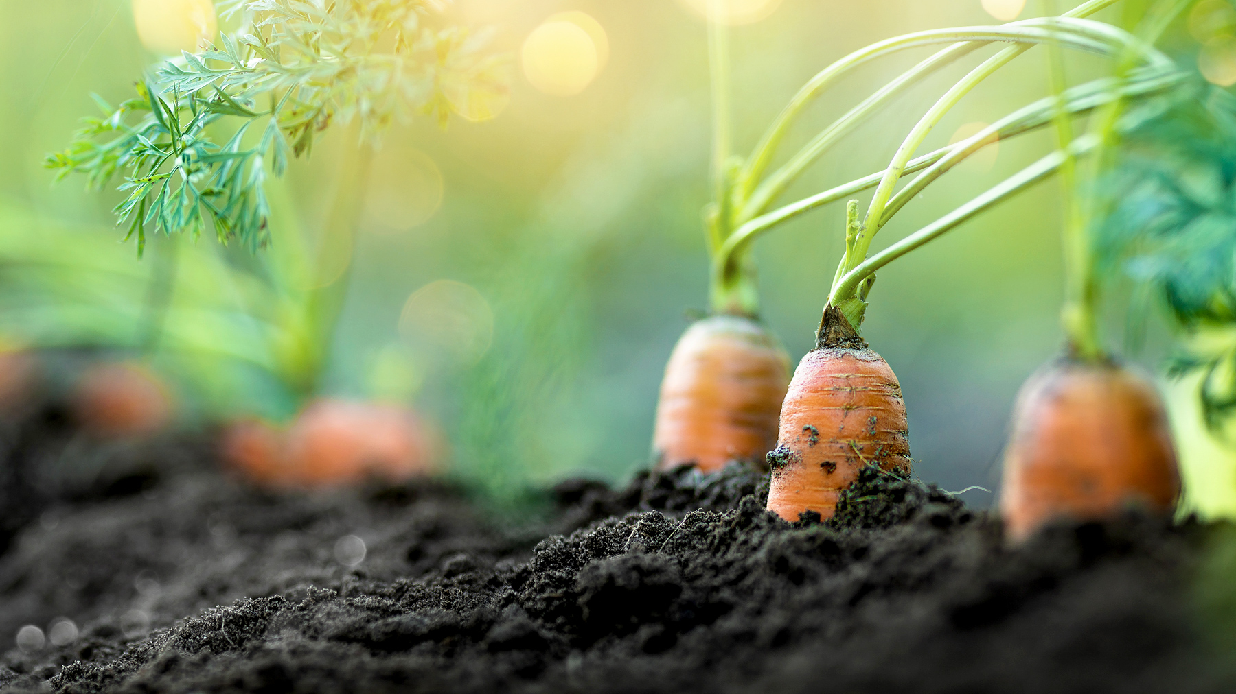 Explore la semilla de zanahoria y descubra las fragancias CRANBOURN®